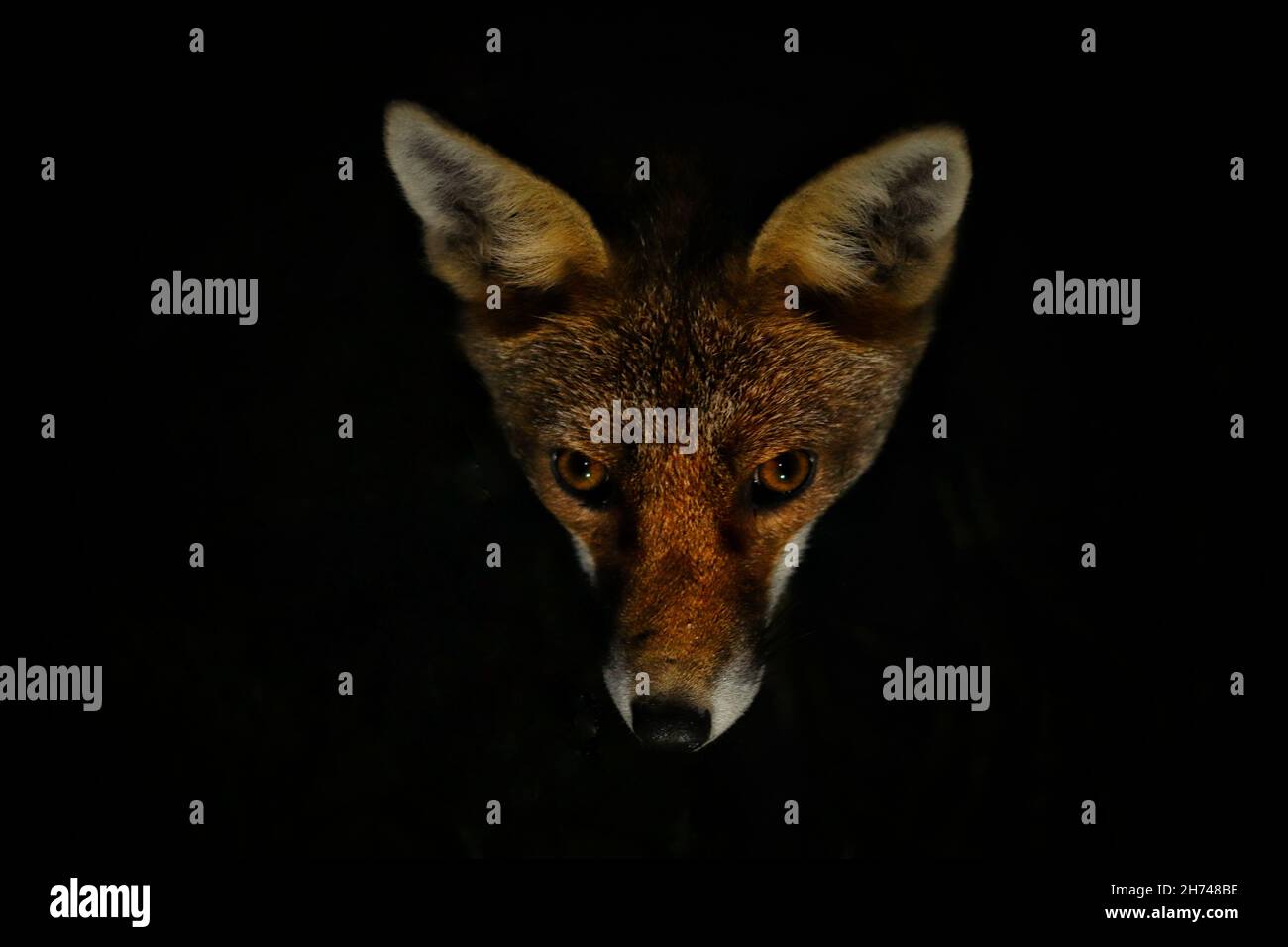 Sly fox hi-res stock photography and images - Alamy