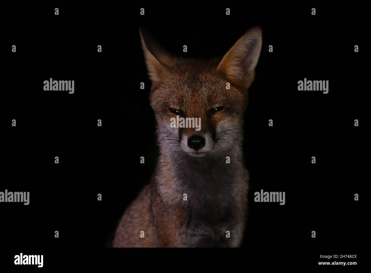 Closeup of a red sly fox staring into the distance on a black ...