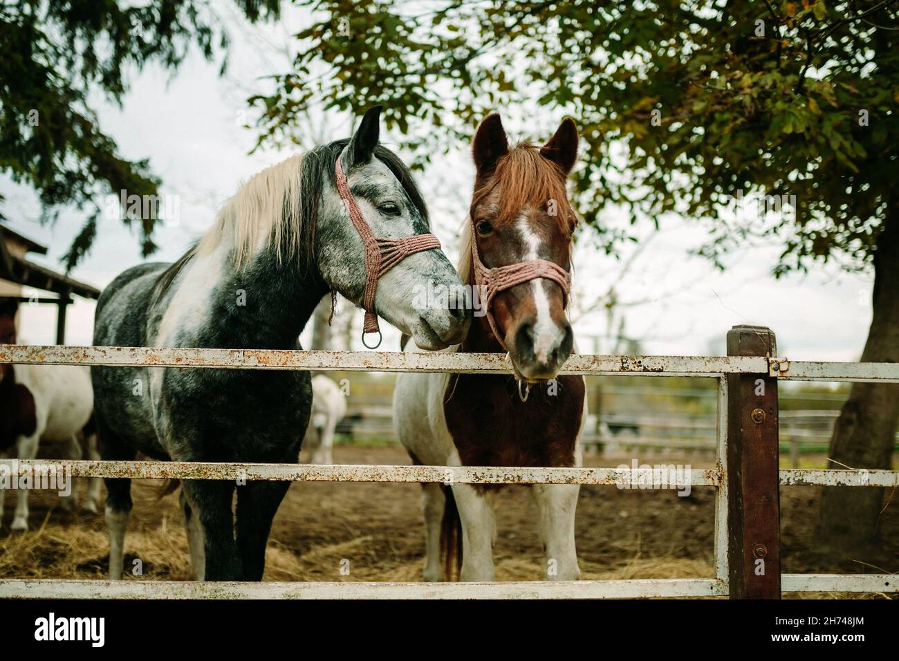 Trainer stables stable hi-res stock photography and images - Alamy