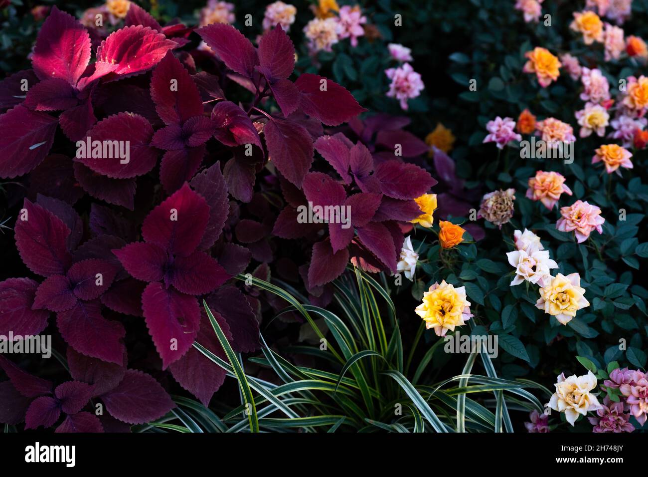 Roses maroon hi-res stock photography and images - Alamy