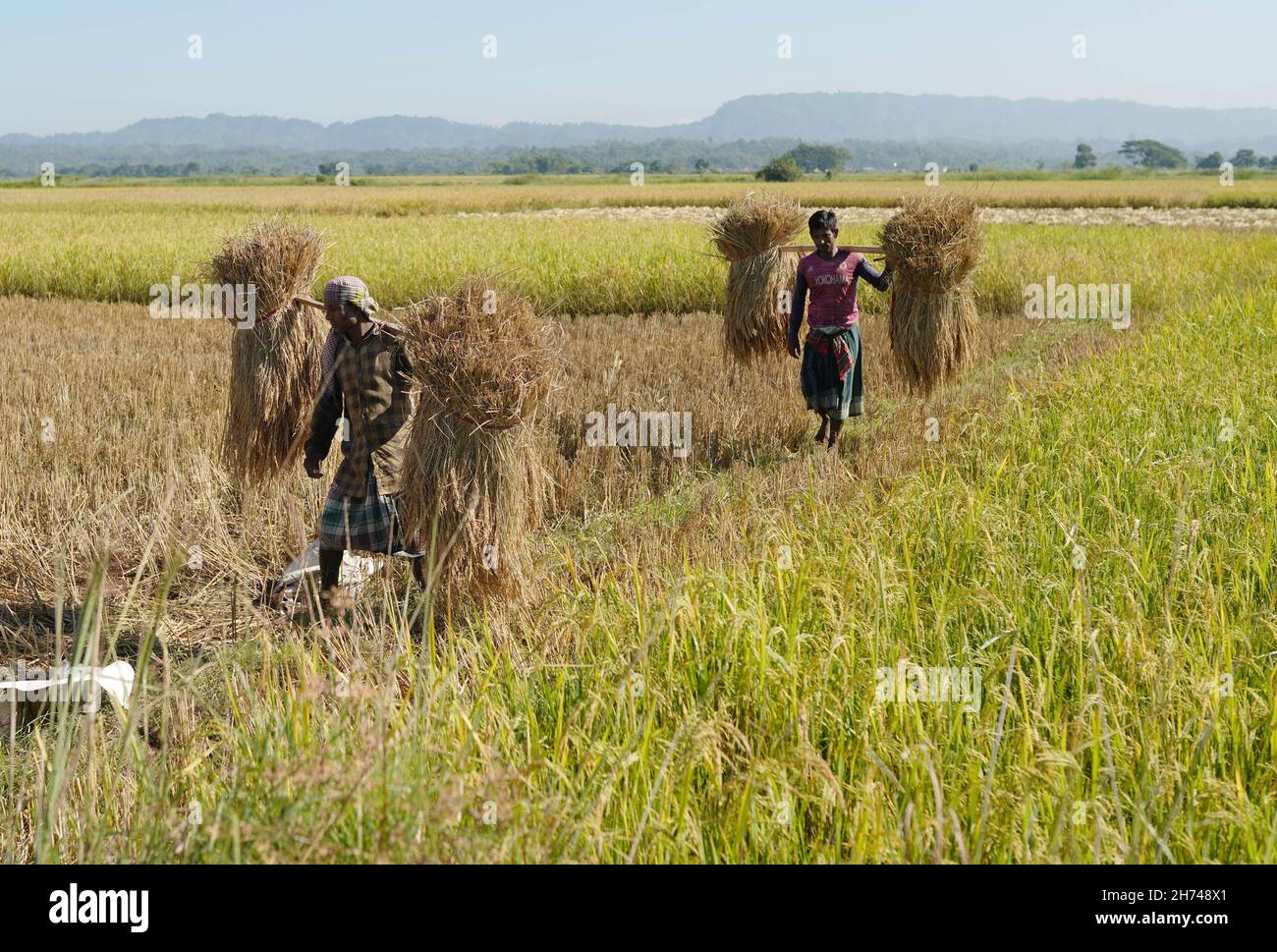 D221 hi-res stock photography and images - Alamy