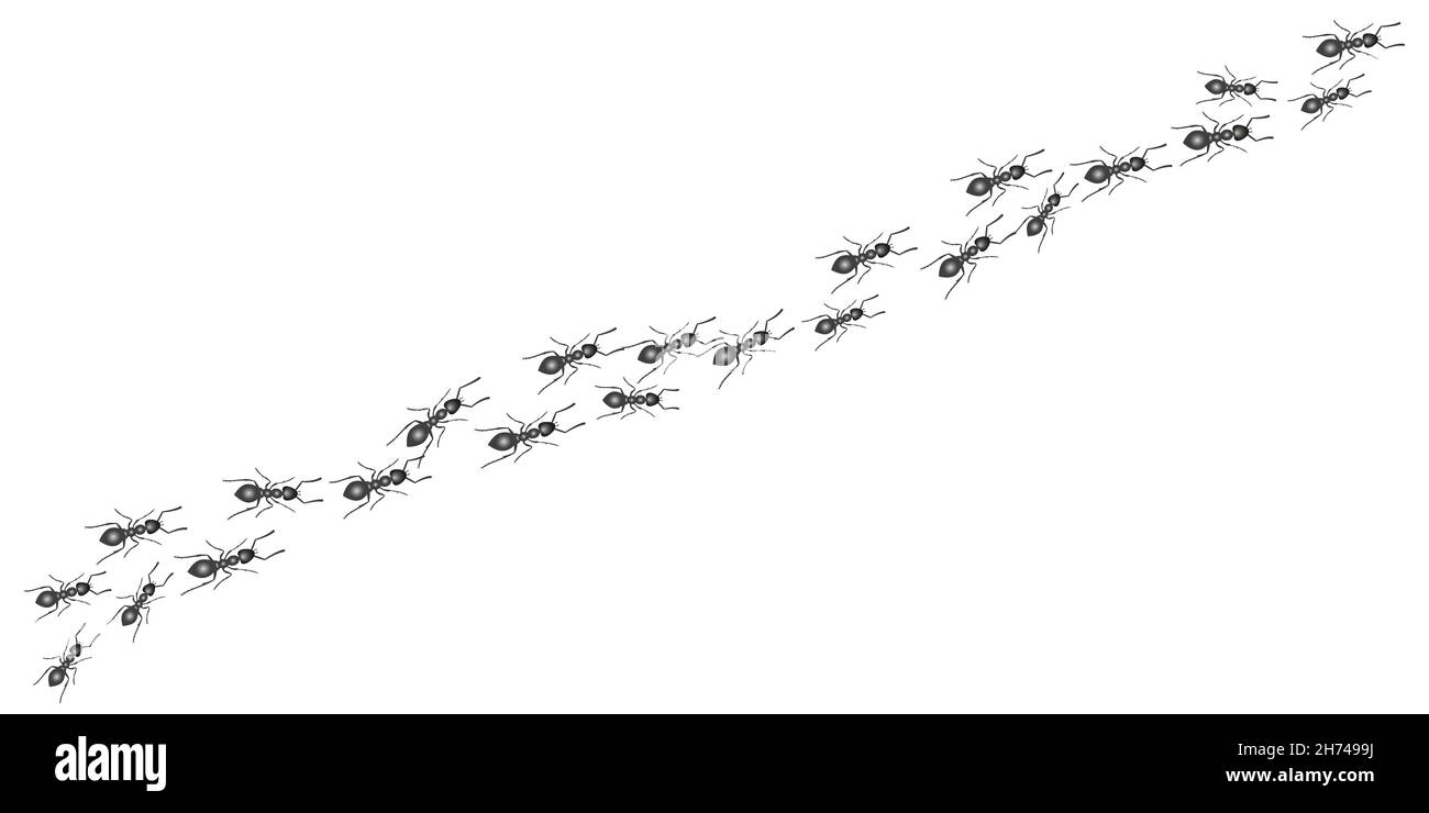 A trail of ants. Insects march along the line. Vector Stock Vector ...