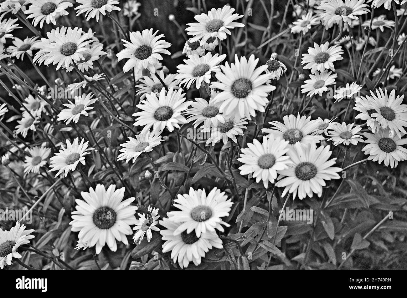 Interesting pattern in one of the flowers center Stock Photo - Alamy