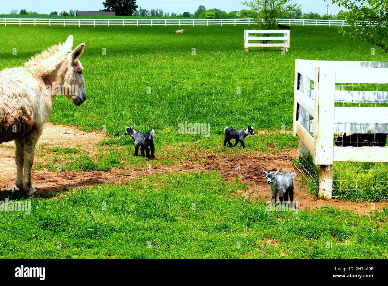 A mother donkey looking at her kids in the farm Stock Photo - Alamy
