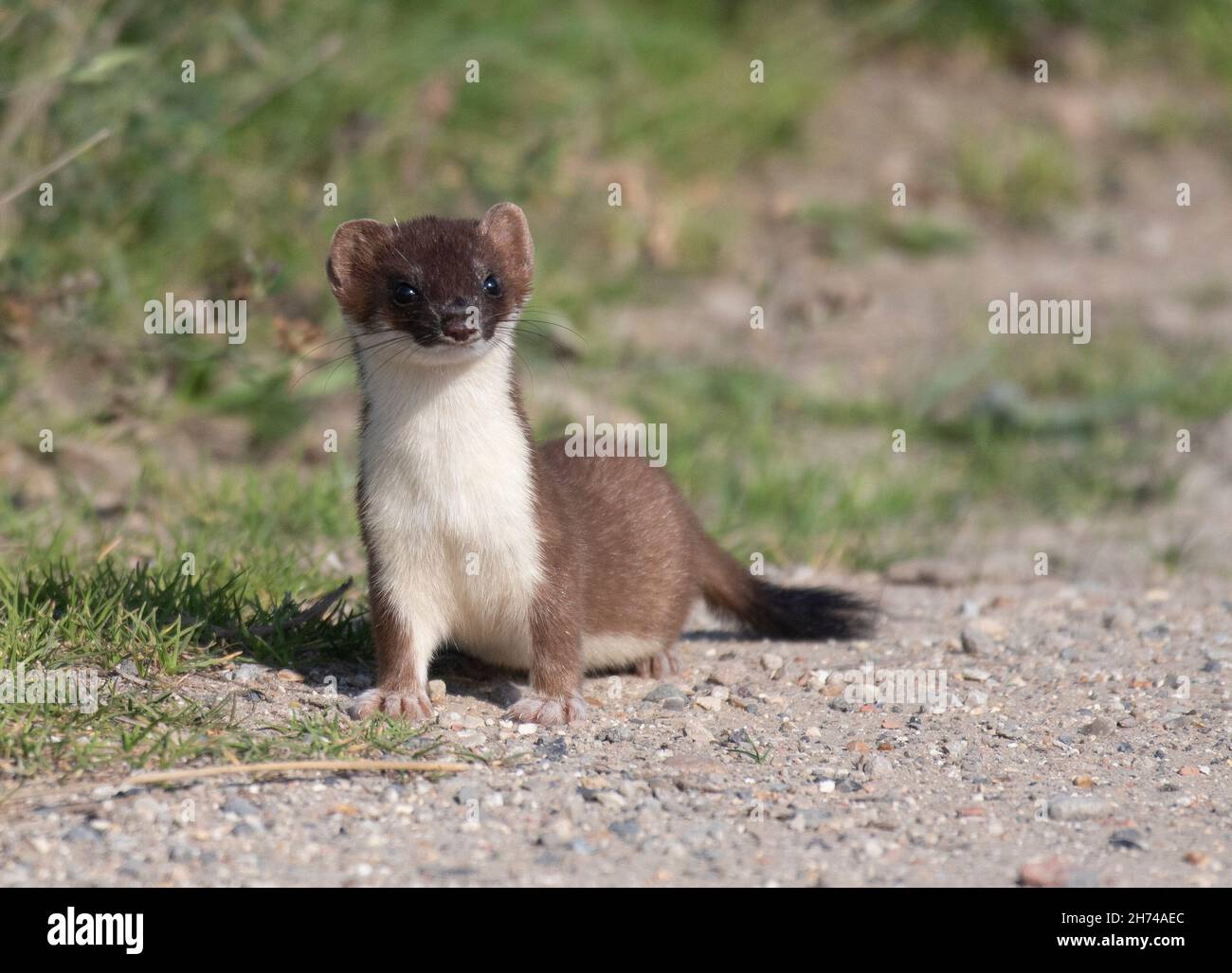 Beringian ermine hi-res stock photography and images - Alamy