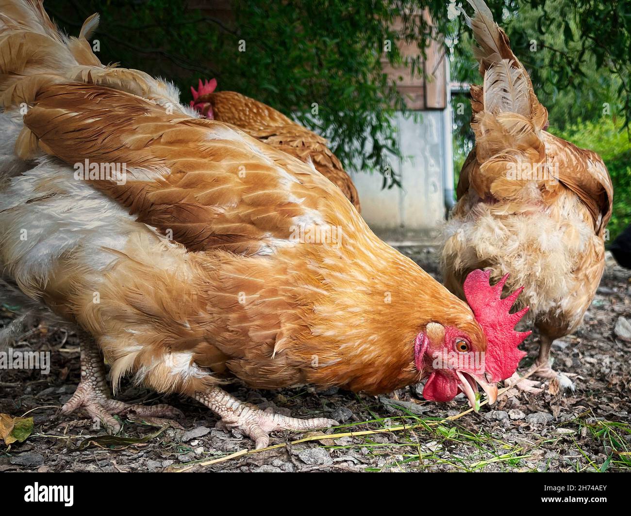 Haushuhn hi-res stock photography and images - Alamy