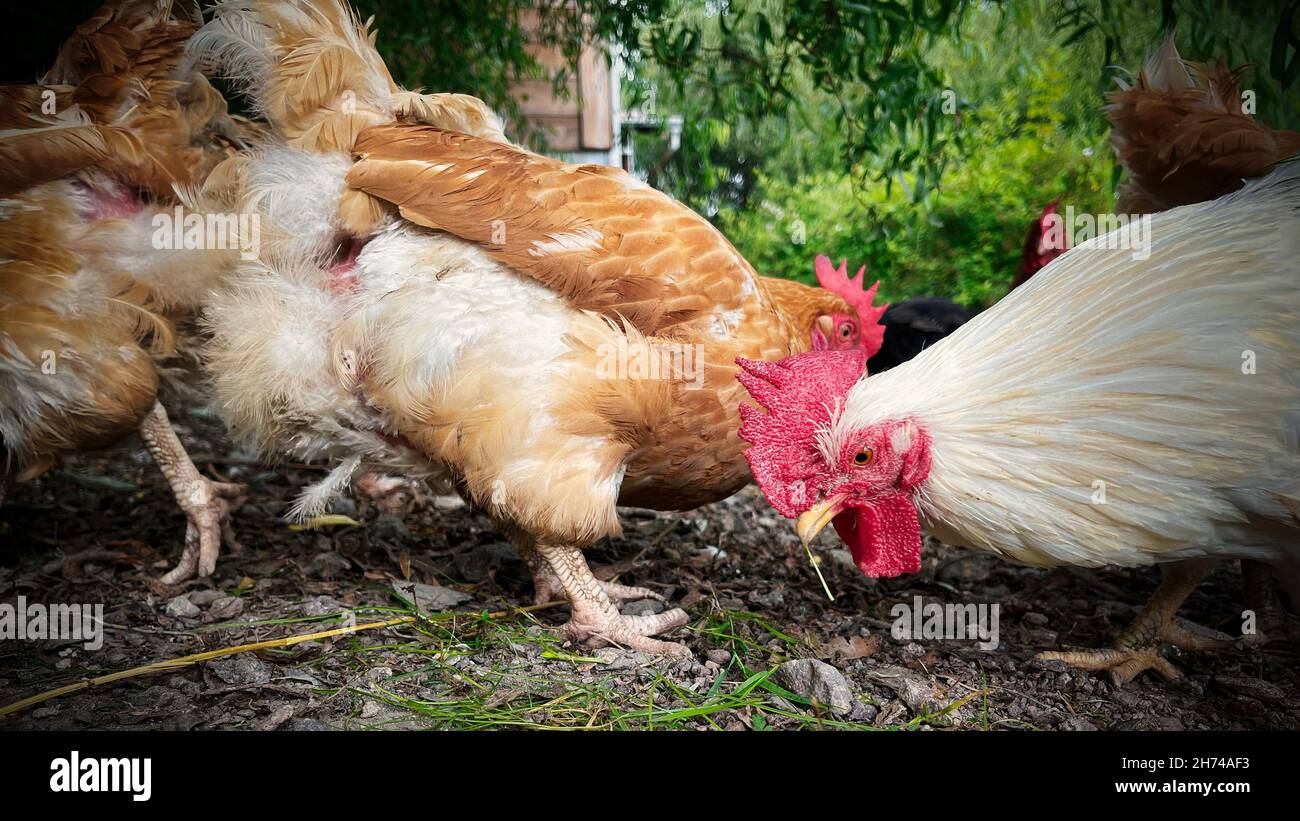 Haushuhn hi-res stock photography and images - Alamy