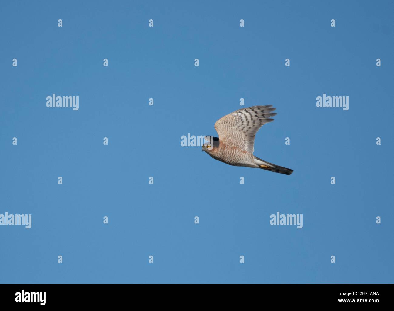 Male Eurasian Sparrowhawk (Accipiter nisus) hunting Stock Photo - Alamy