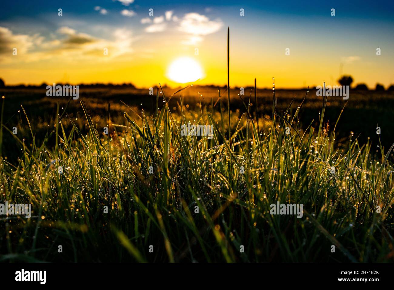 Beautiful scene of sunrise over the fields with the grass in dew Stock ...