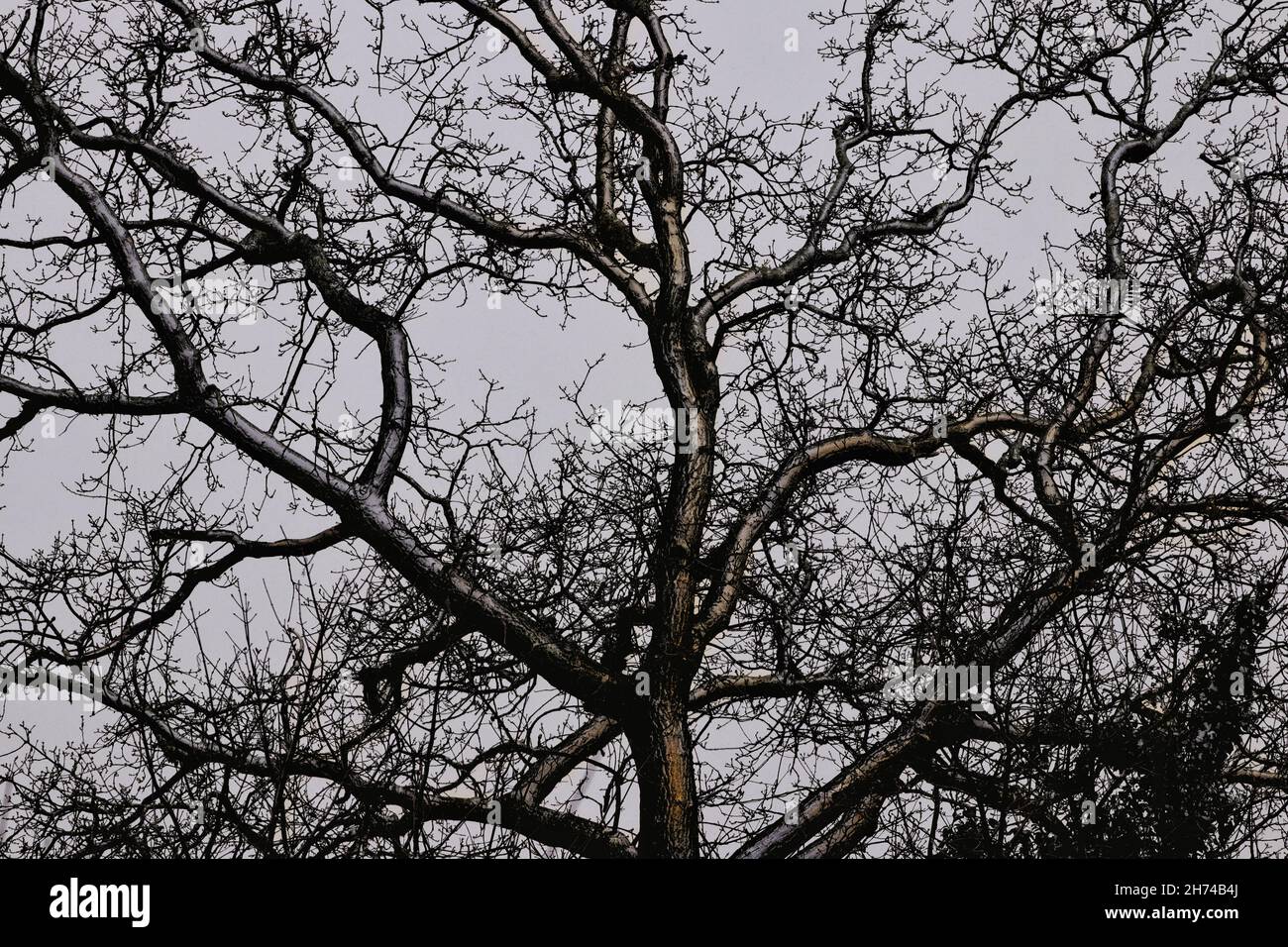 Low angle shot of a beautiful tree with no leaves under a cloudy gray ...