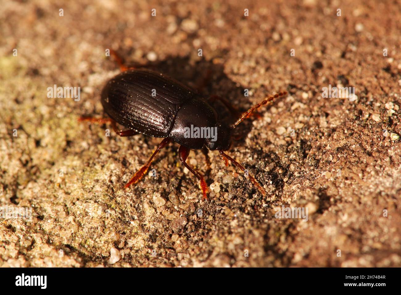 Closeup of a brown beetle standing on the ground on a pile of soil ...