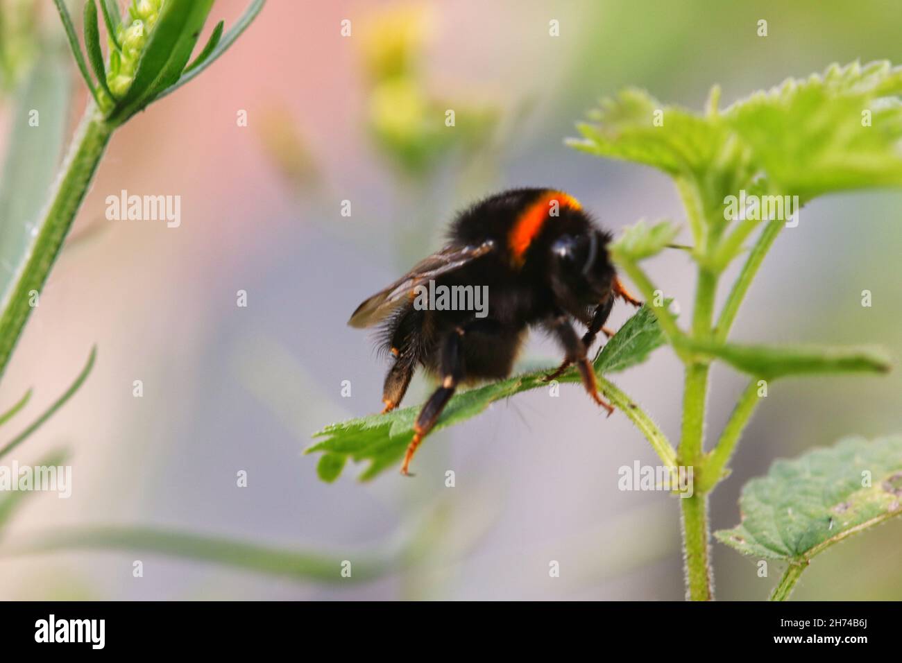 Closeup of a black and orange fuzzy bee surrounded by lush greenery with a blurry background ...