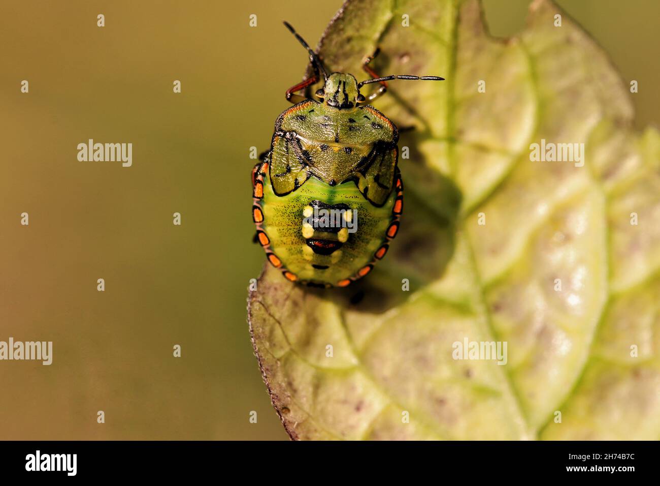 Closeup of a vibrant green leaf beetle standing on a leaf with a blurry ...