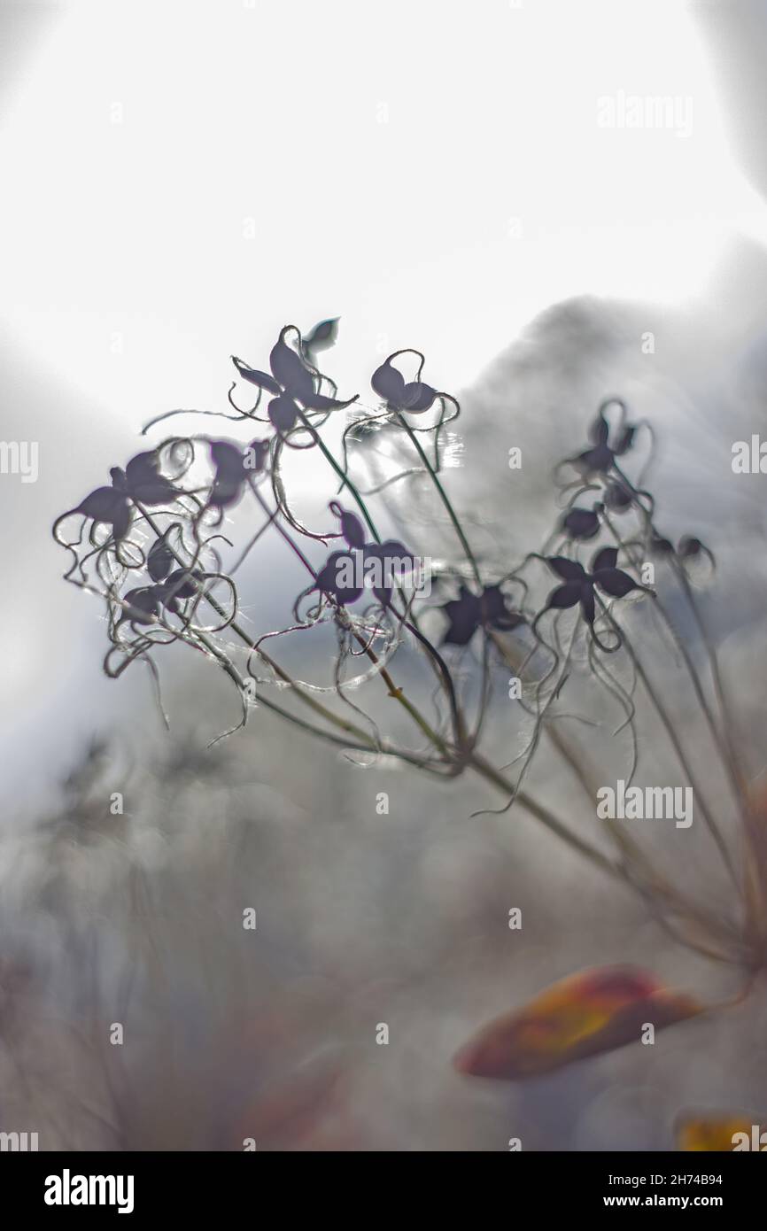 Fade plants hi-res stock photography and images - Alamy