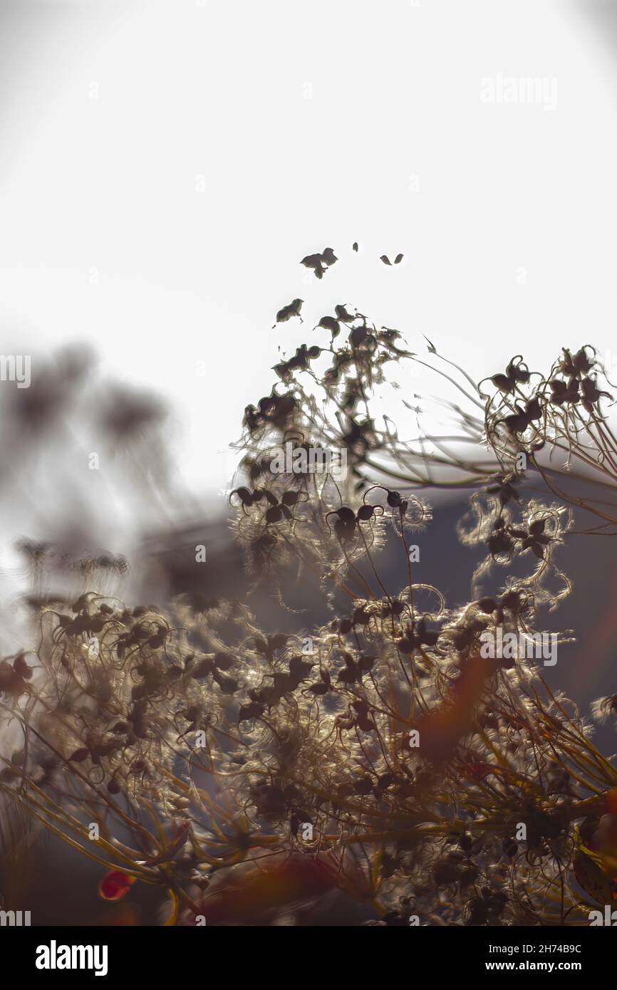 Fade plants hi-res stock photography and images - Alamy