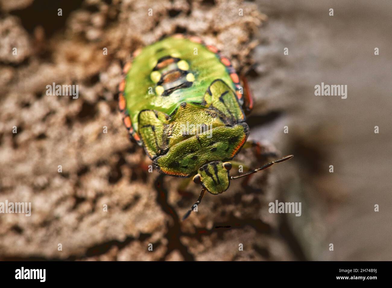 Closeup of a vibrant green leaf beetle standing on rocks with a blurry ...