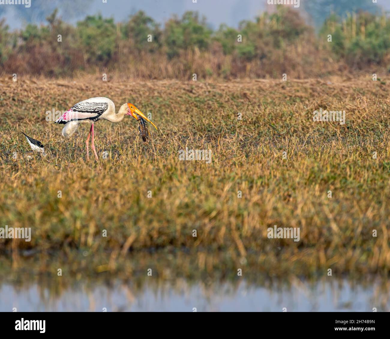Stork eating hi-res stock photography and images - Alamy