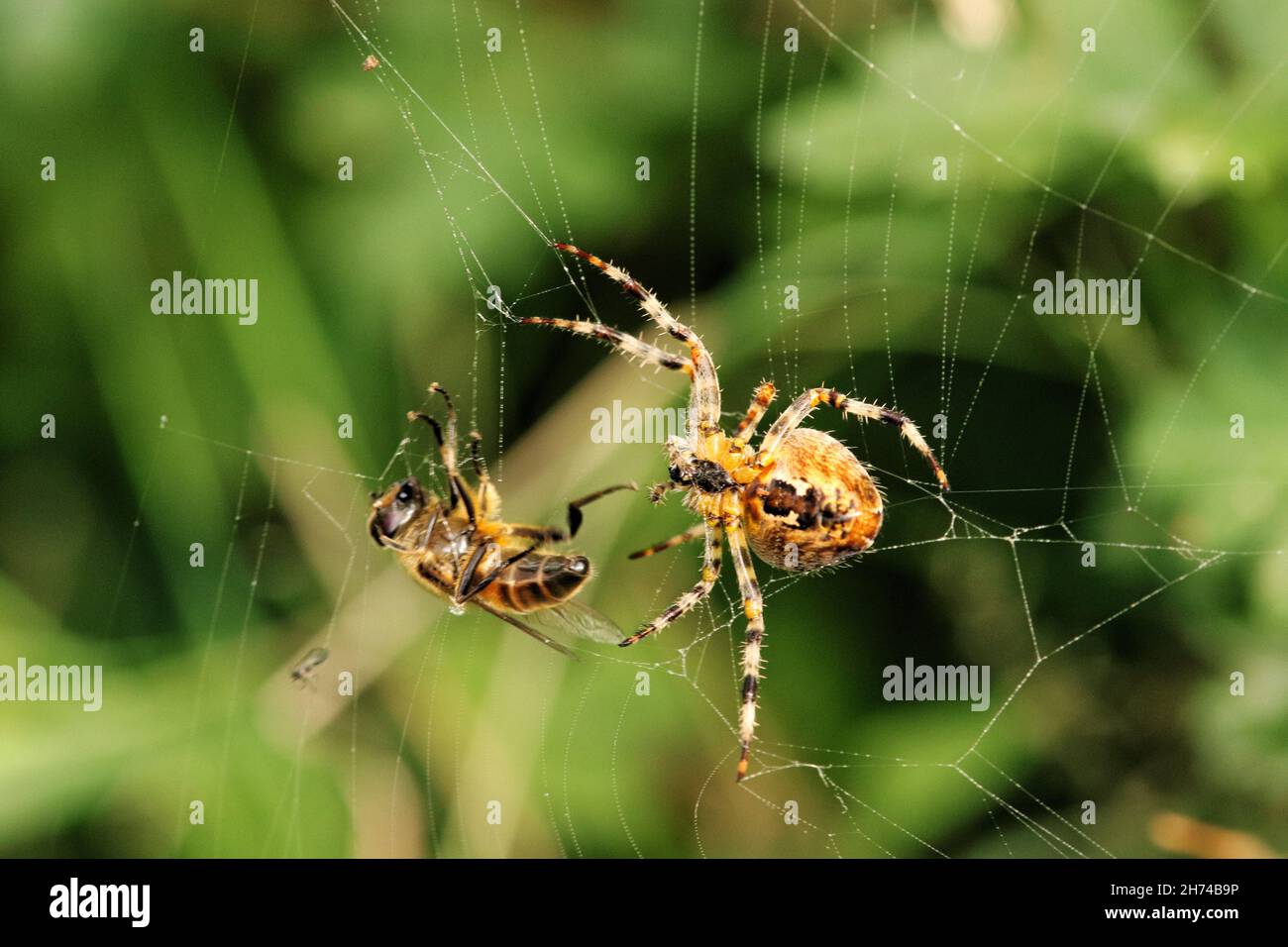 Closeup of a bee caught in a spider's cobweb with greenery blurred in ...