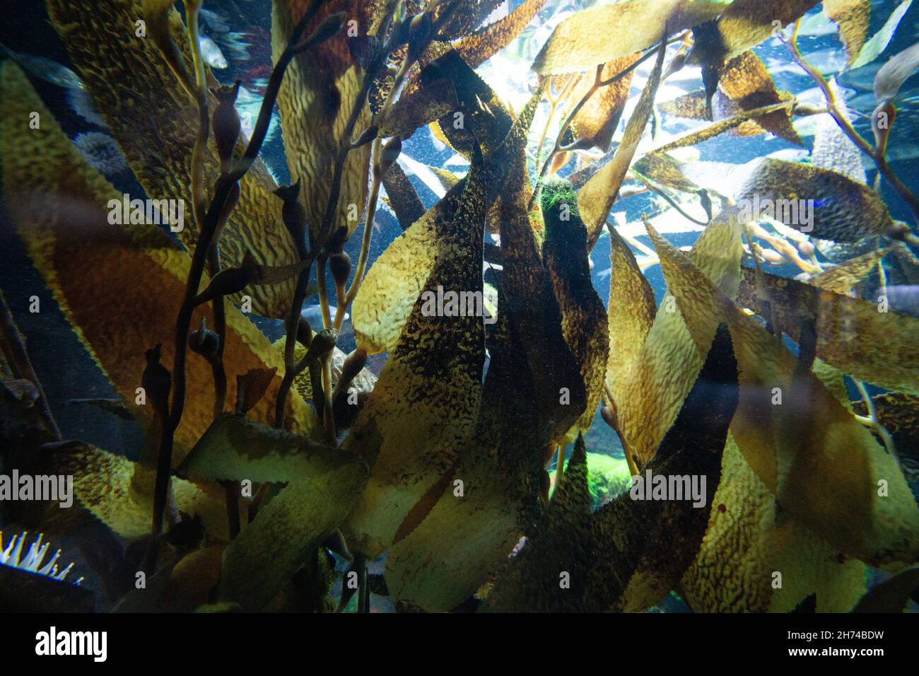 Closeup of the growing brown algae in the sea Stock Photo - Alamy