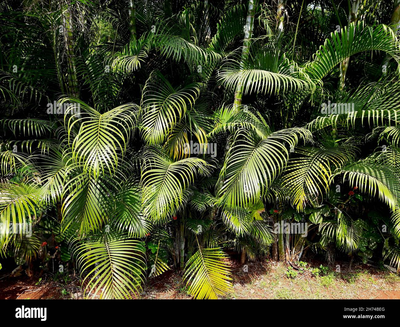 Evergreen Golden Cane palms Stock Photo - Alamy