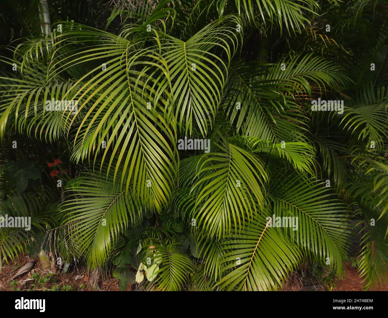 Golden cane hi-res stock photography and images - Alamy