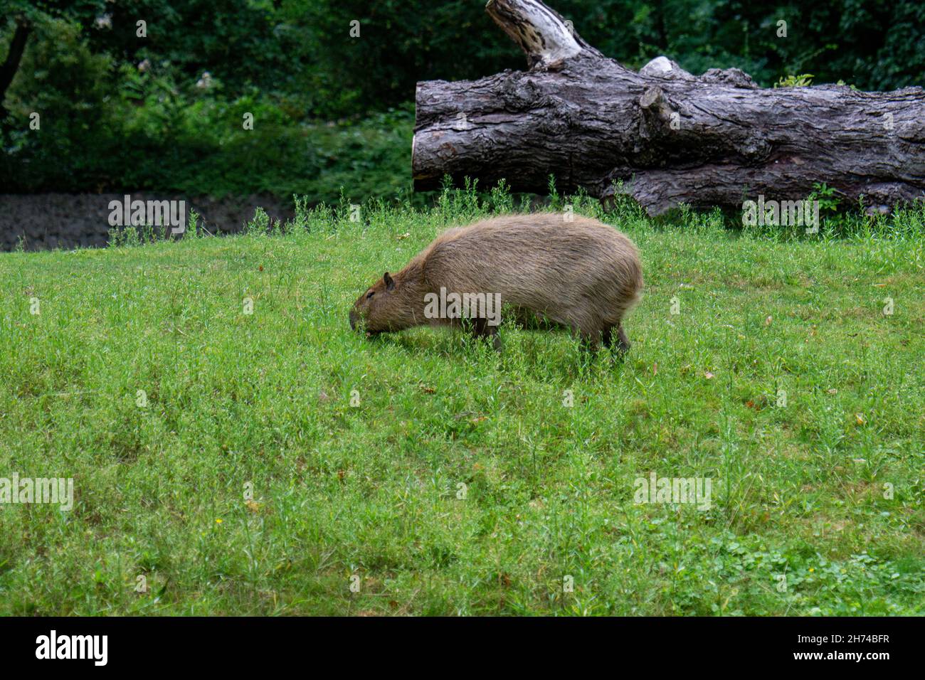 Capybra hi-res stock photography and images - Alamy