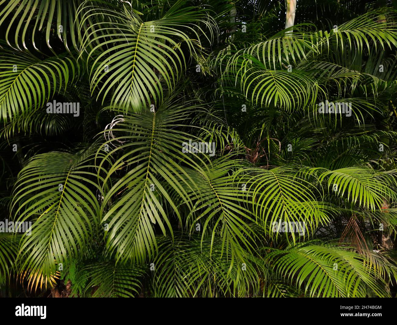 Evergreen Golden Cane palms Stock Photo - Alamy