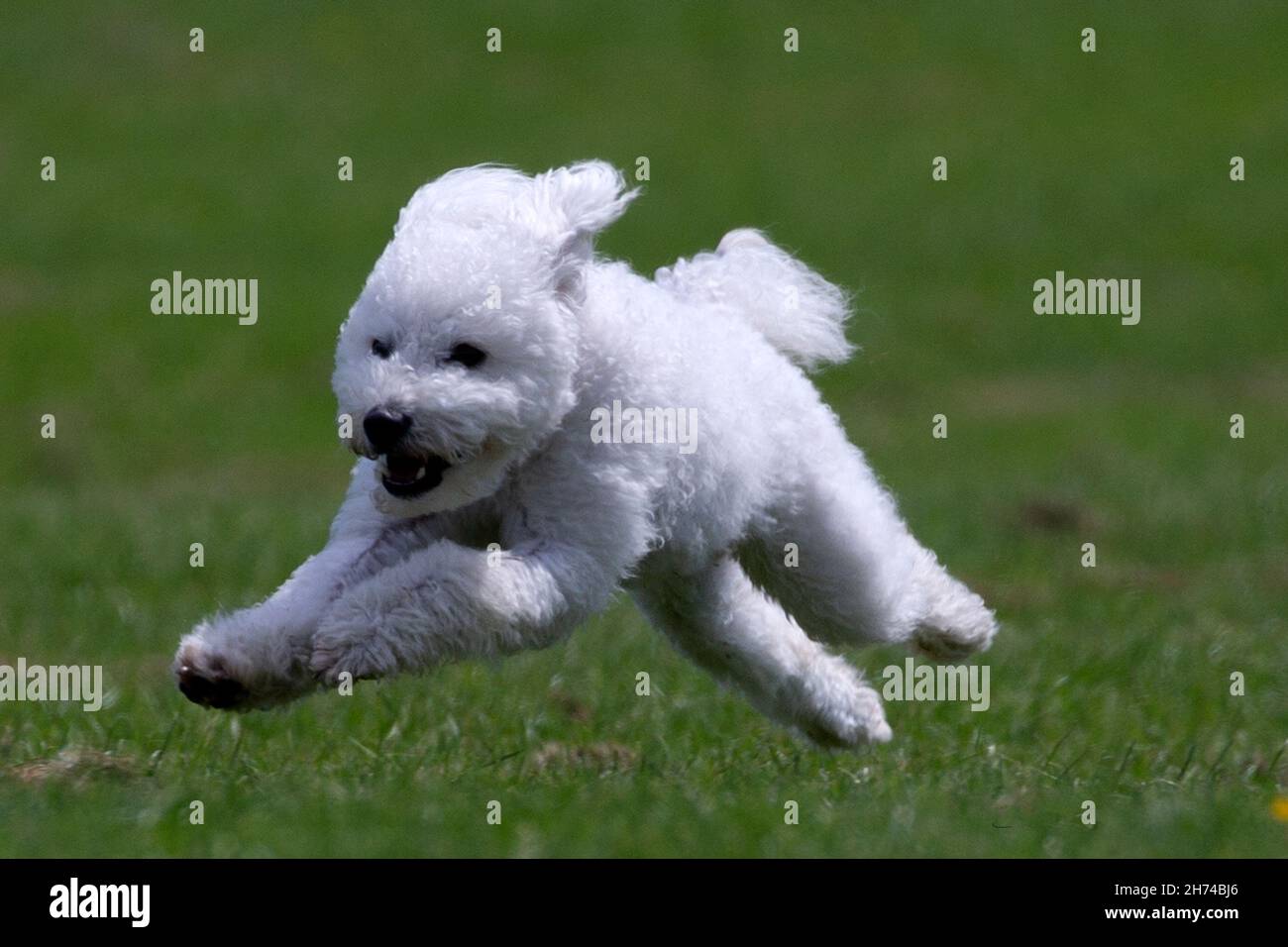 White Hungarian Pumi dog Stock Photo - Alamy