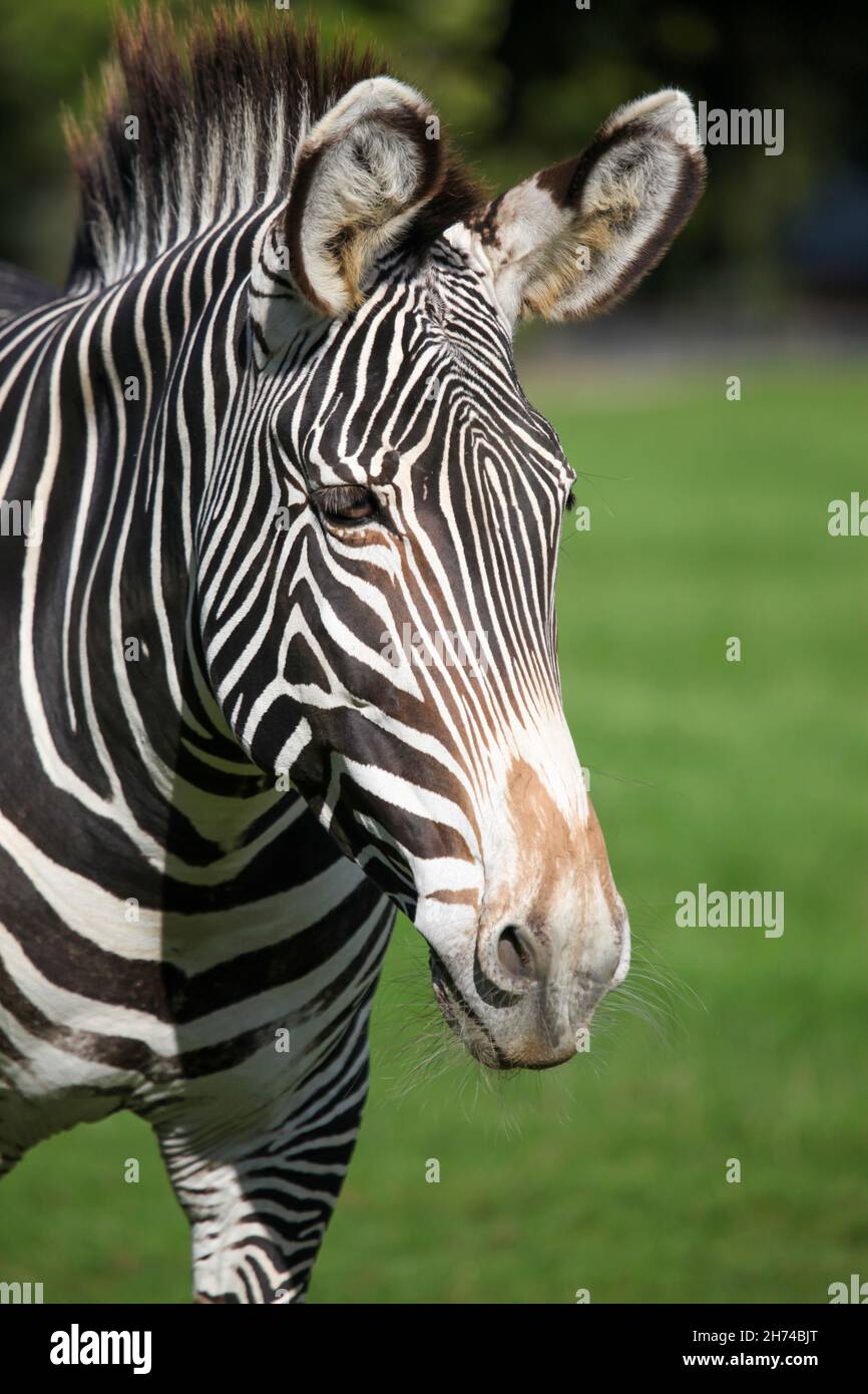 The Grévy's zebra, Equus grevyi Stock Photo - Alamy