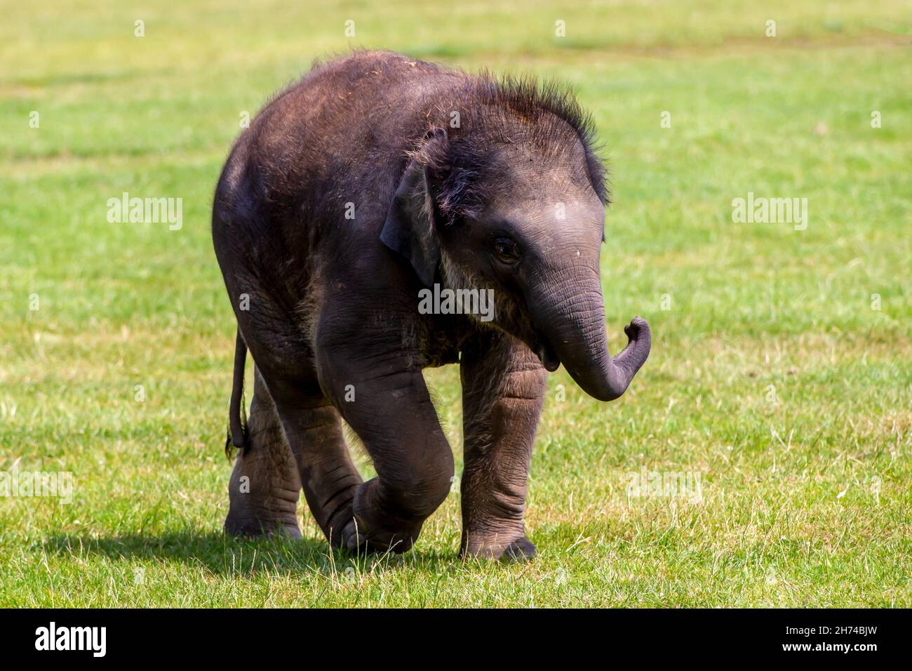 Baby indian elephant hi-res stock photography and images - Alamy