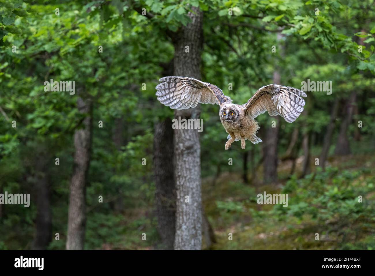 The eared owl cub flies in the forest Stock Photo - Alamy