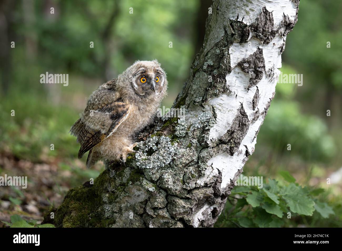 The eared owl cub flies in the forest Stock Photo - Alamy