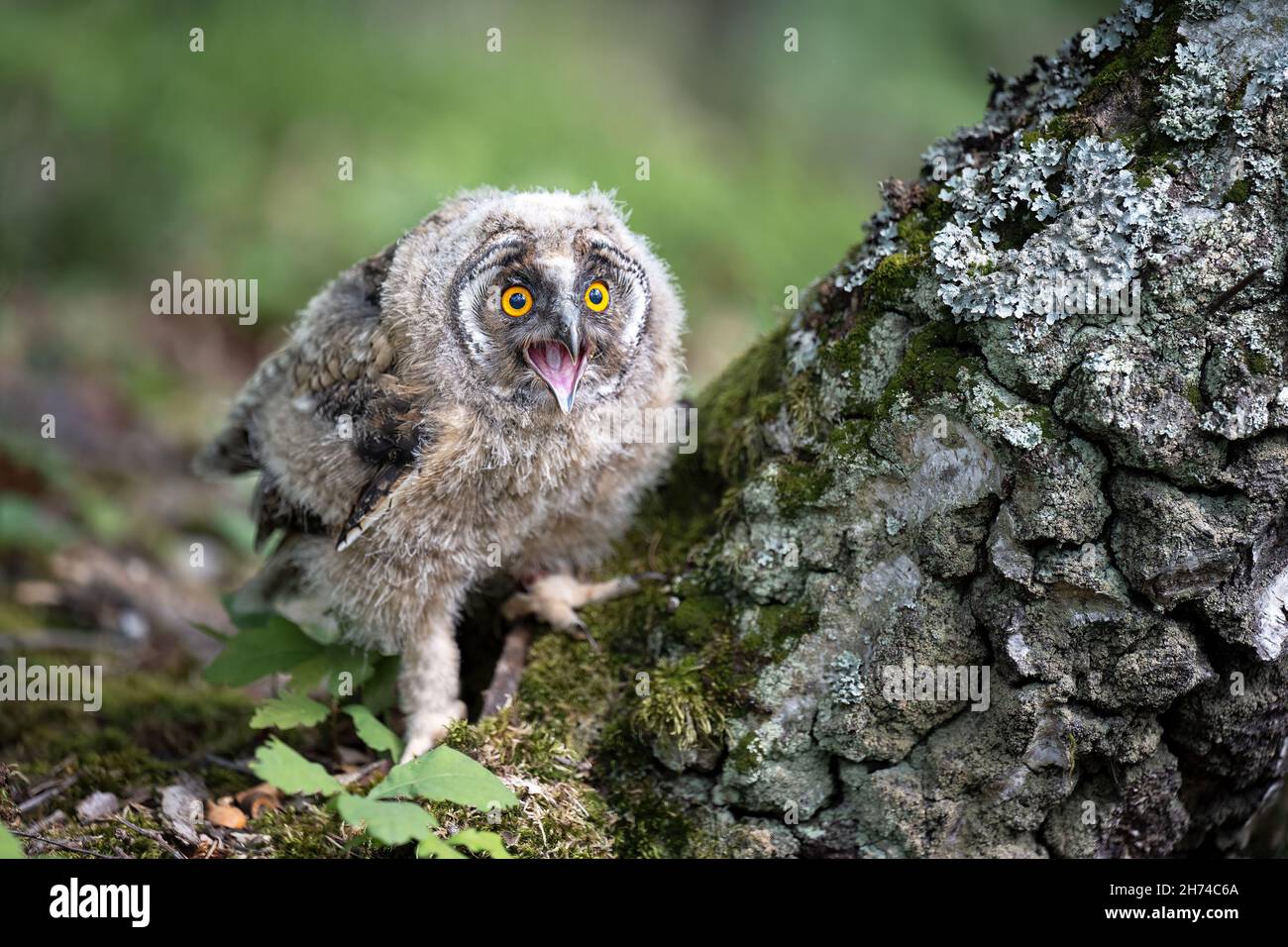 The eared owl cub flies in the forest Stock Photo - Alamy