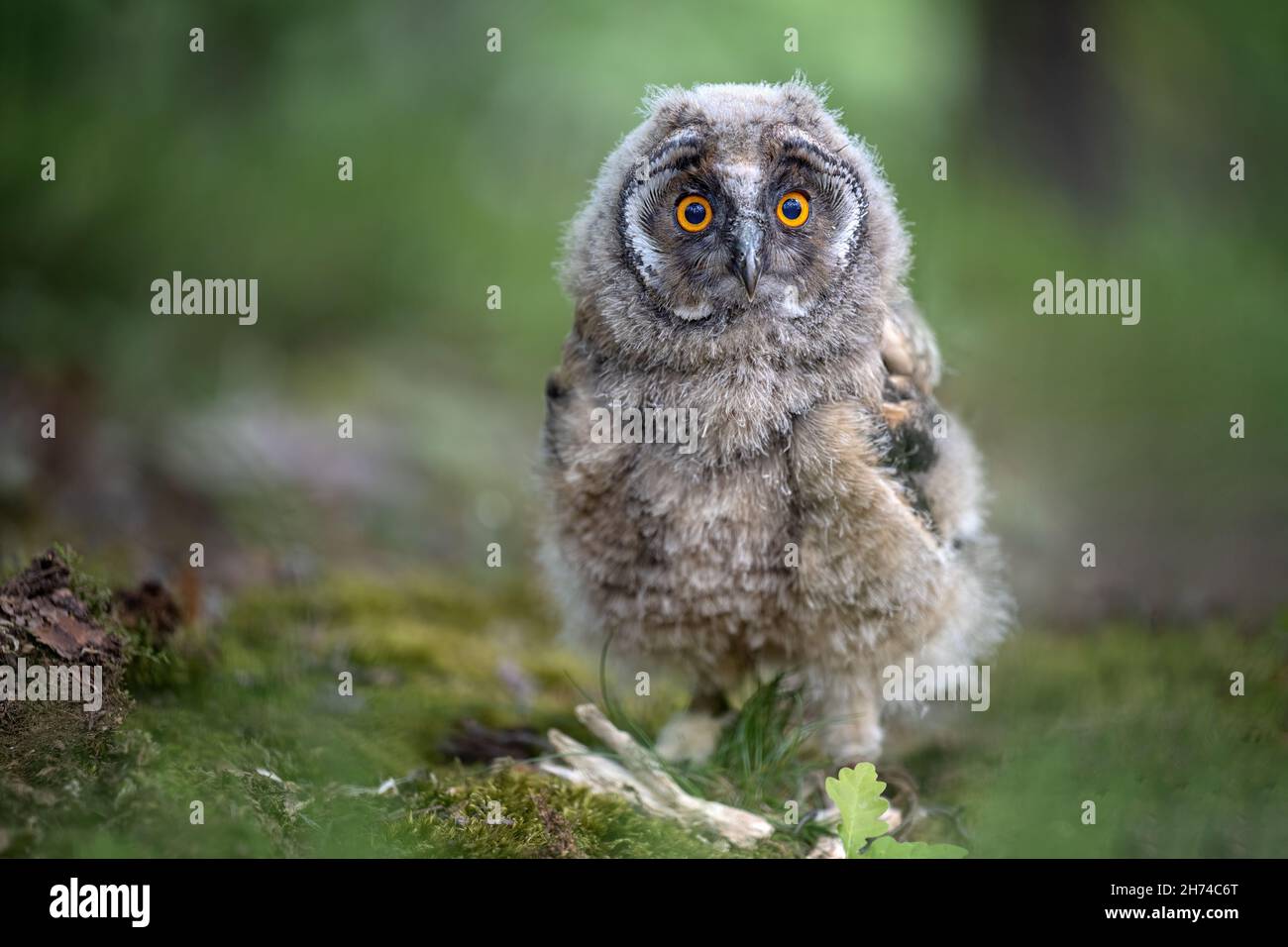 The eared owl cub flies in the forest Stock Photo - Alamy