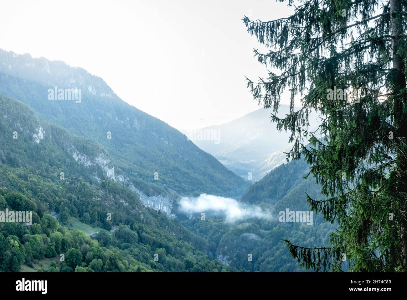 Foreground pine tree hi-res stock photography and images - Alamy