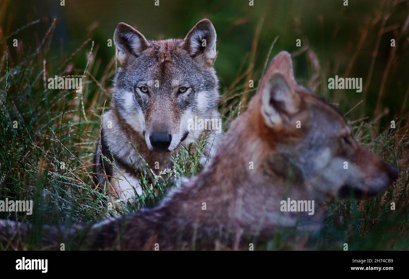 PORTRAIT OF A WOLF STARING AT CAMERA Stock Photo - Alamy