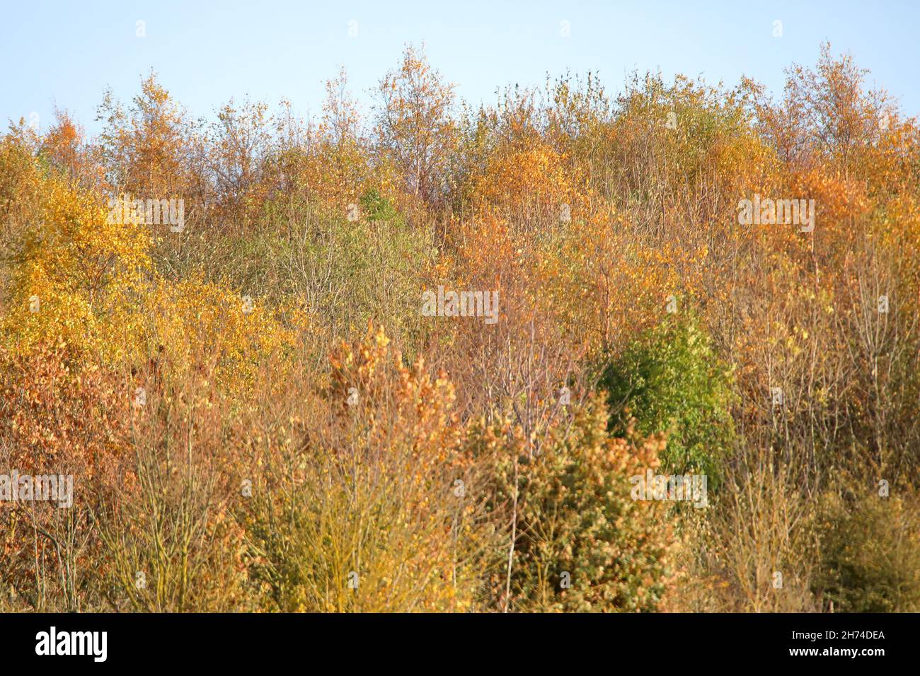 autumnal wooland colours Stock Photo - Alamy
