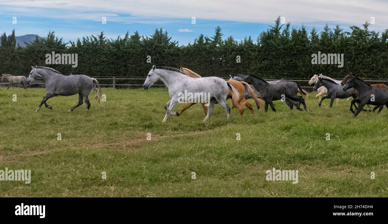 Horses in spain hi-res stock photography and images - Alamy