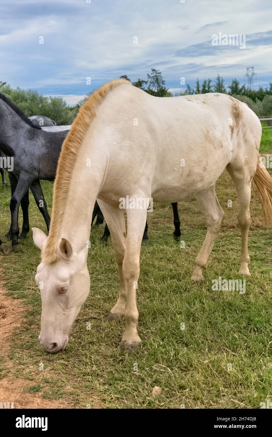 Albino andalusian stallion hi-res stock photography and images - Alamy