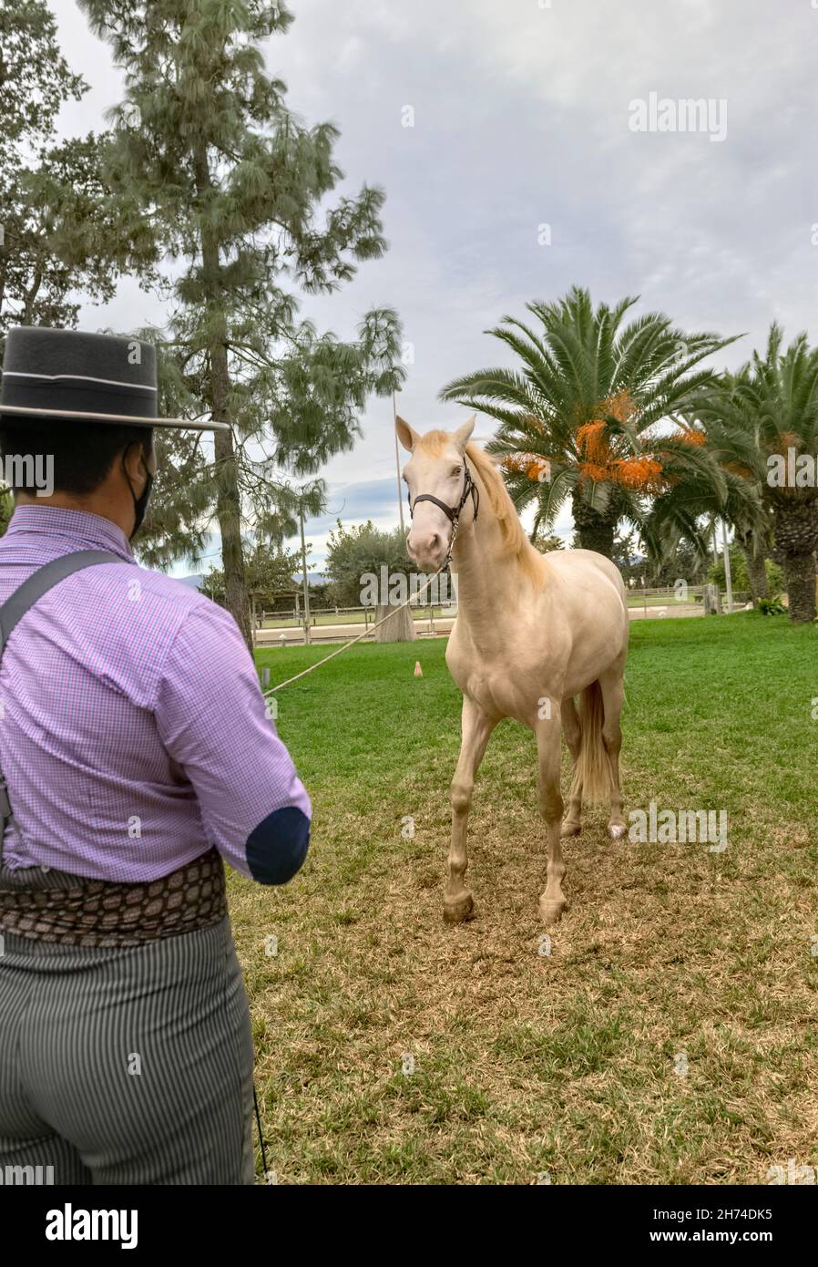 Albino horse hi-res stock photography and images - Alamy