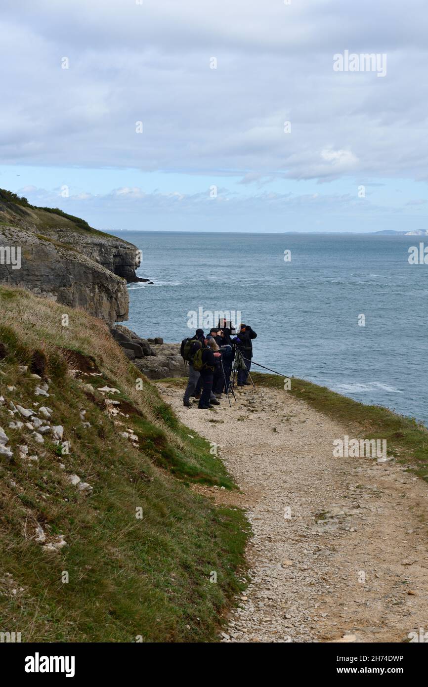 Coast Path Anvil Point Durlston Country Park Nr Swanage Dorset England ...