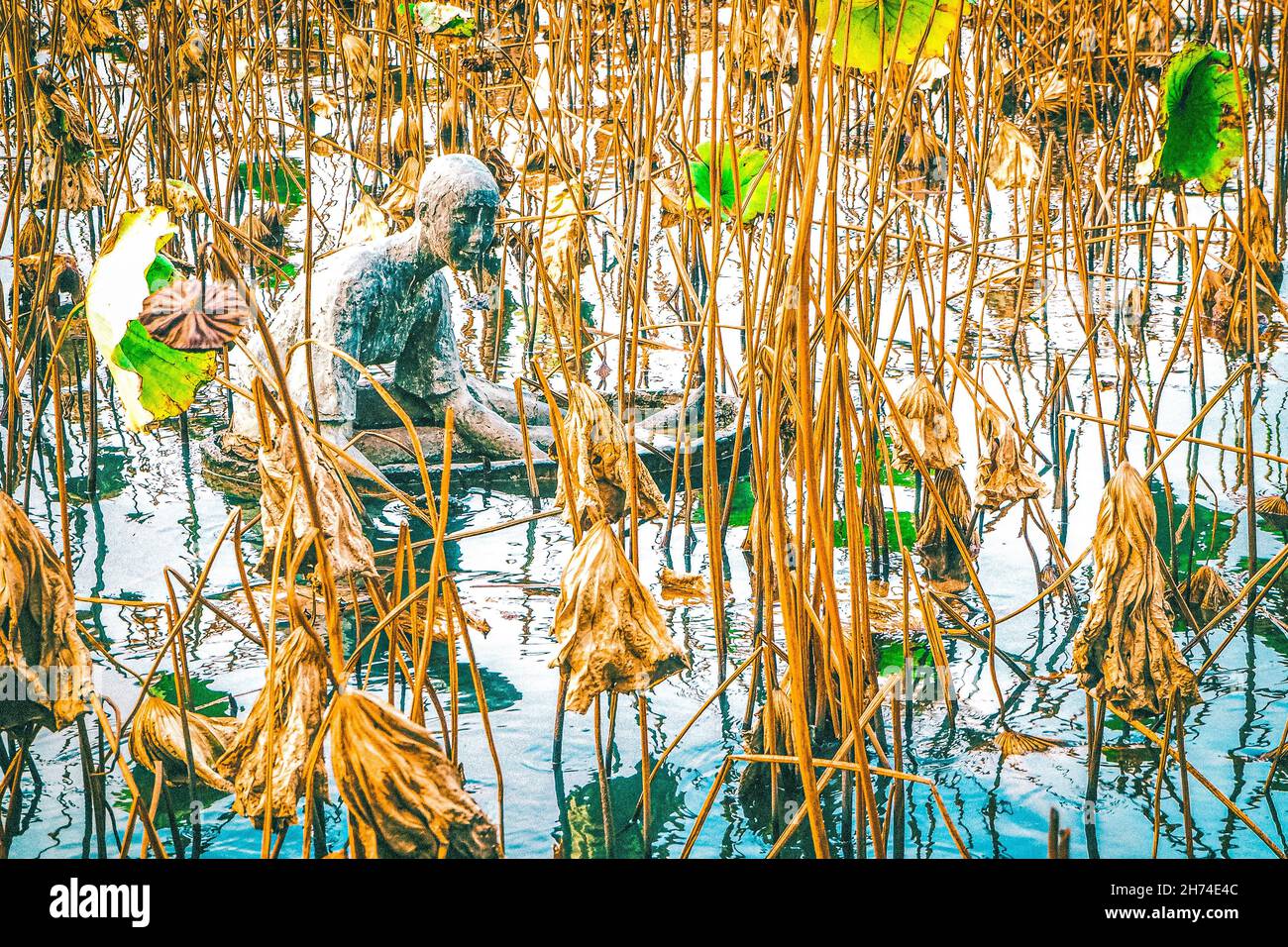 Dead lotus leaves hi-res stock photography and images - Alamy