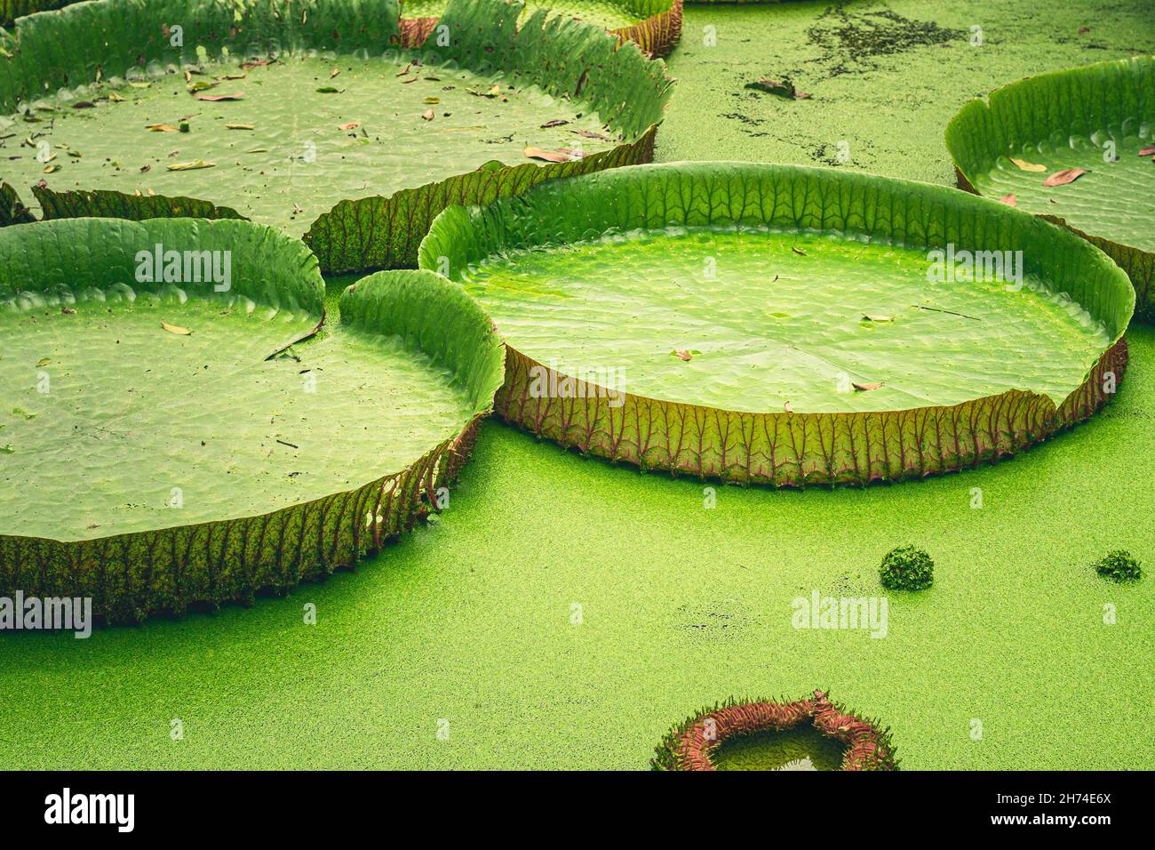 Close up nature details of Giant Amazon water lily Victoria amazonica ...
