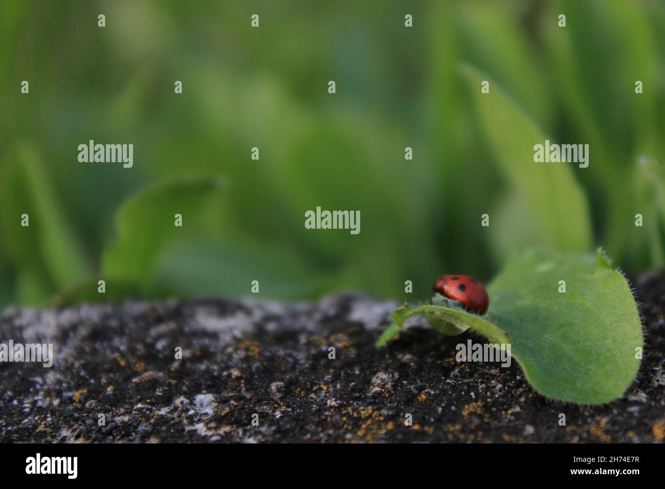 Tiny ladybug on a green leaf in the field Stock Photo - Alamy