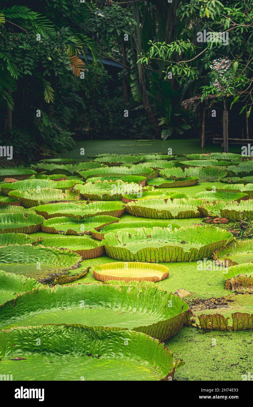 Giant Amazon water lily Victoria amazonica in nature pond landscape ...