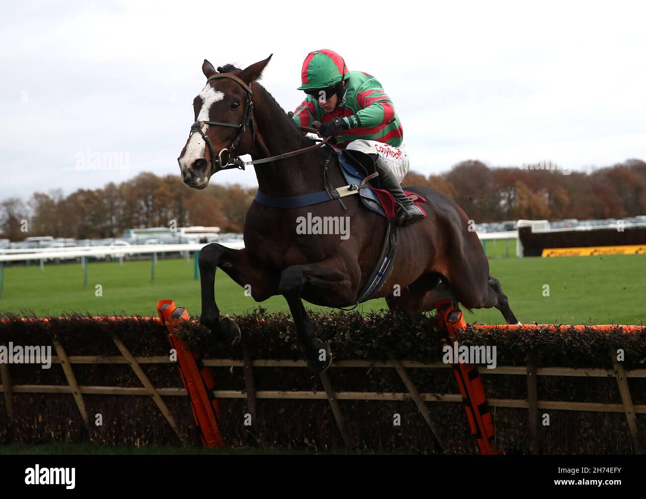 Tommy's oscar horse hi-res stock photography and images - Alamy