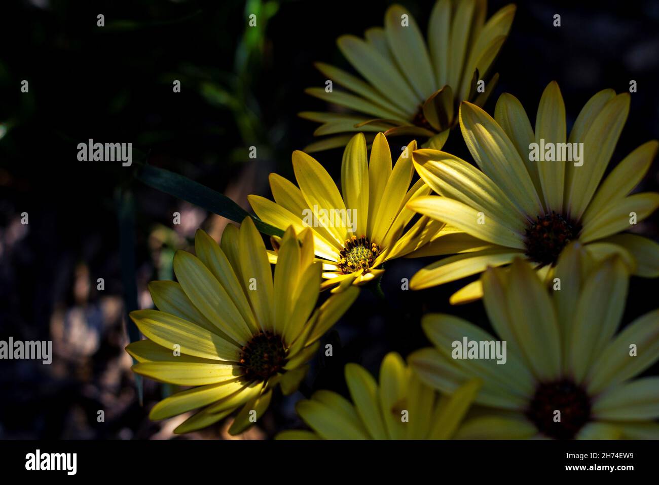 A portrait of a yellow spannish daisy or osteospermum flower getting ...