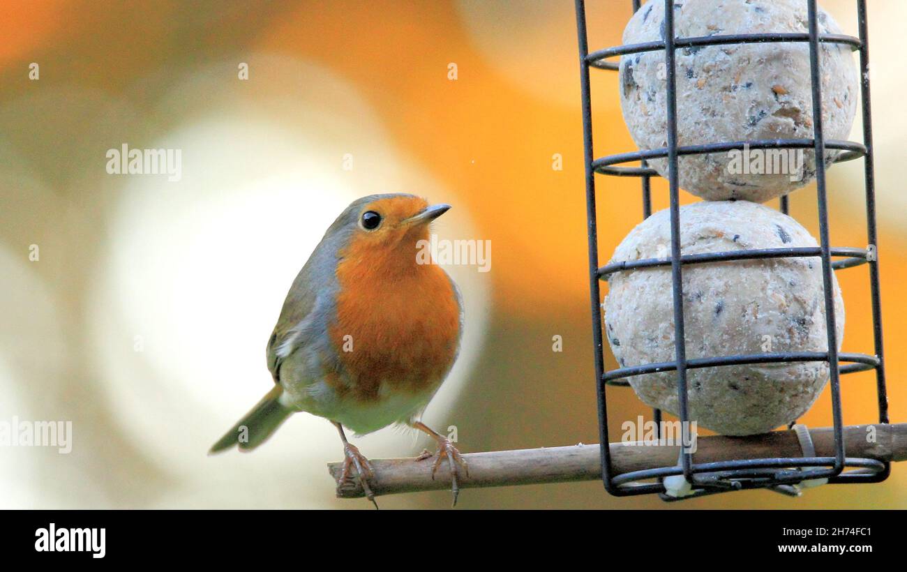 Robin sitting on bird feeder hi-res stock photography and images - Alamy