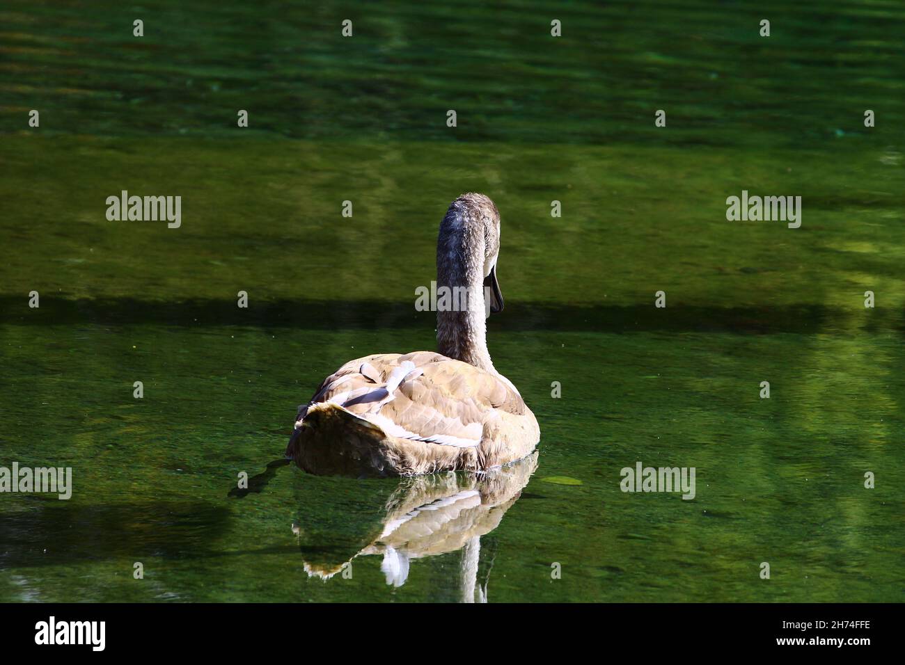 Back view of a brown swan floating in a lake with a reflection on a ...