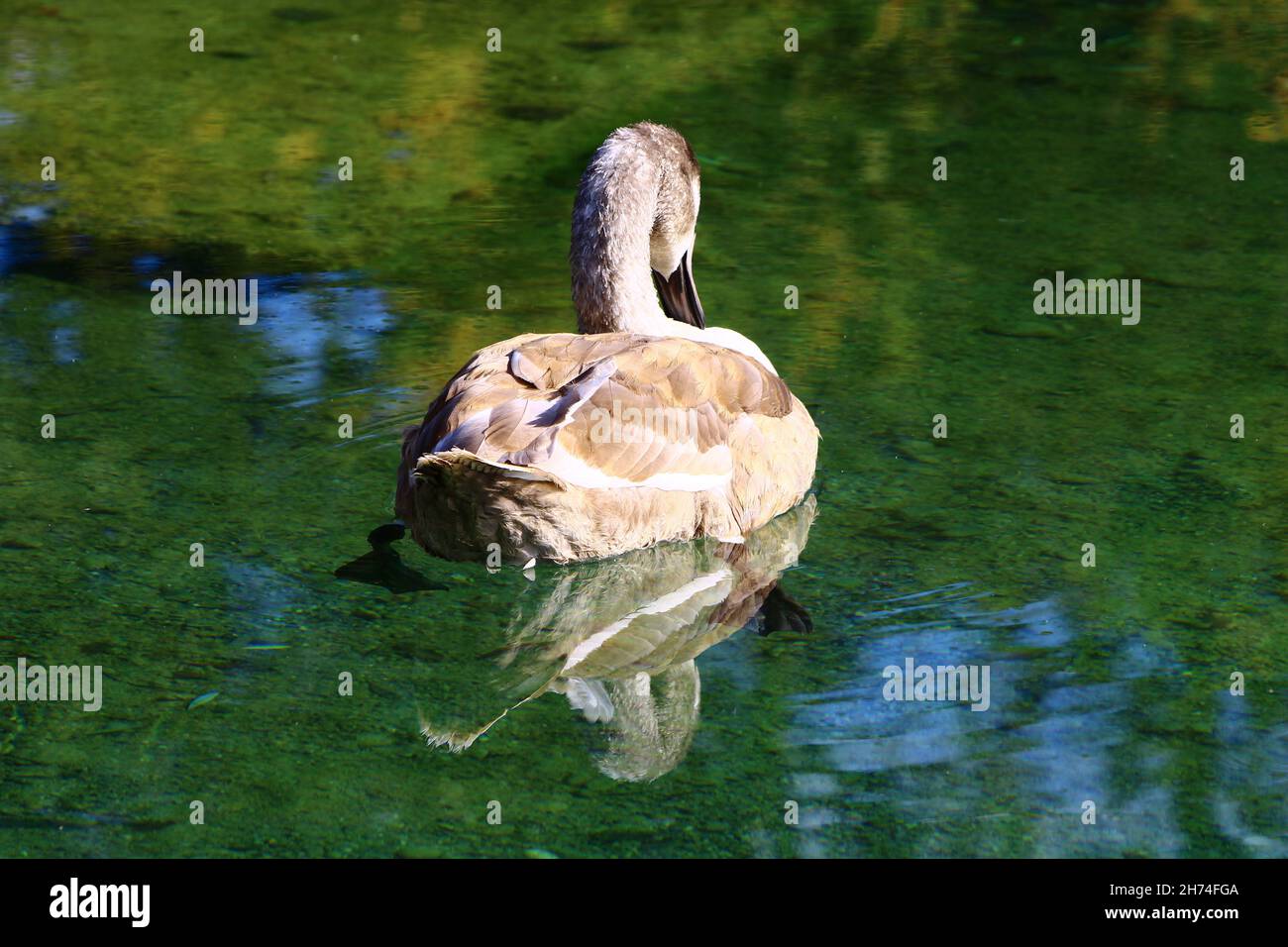 Back view of a brown swan floating in a lake with a reflection on a ...